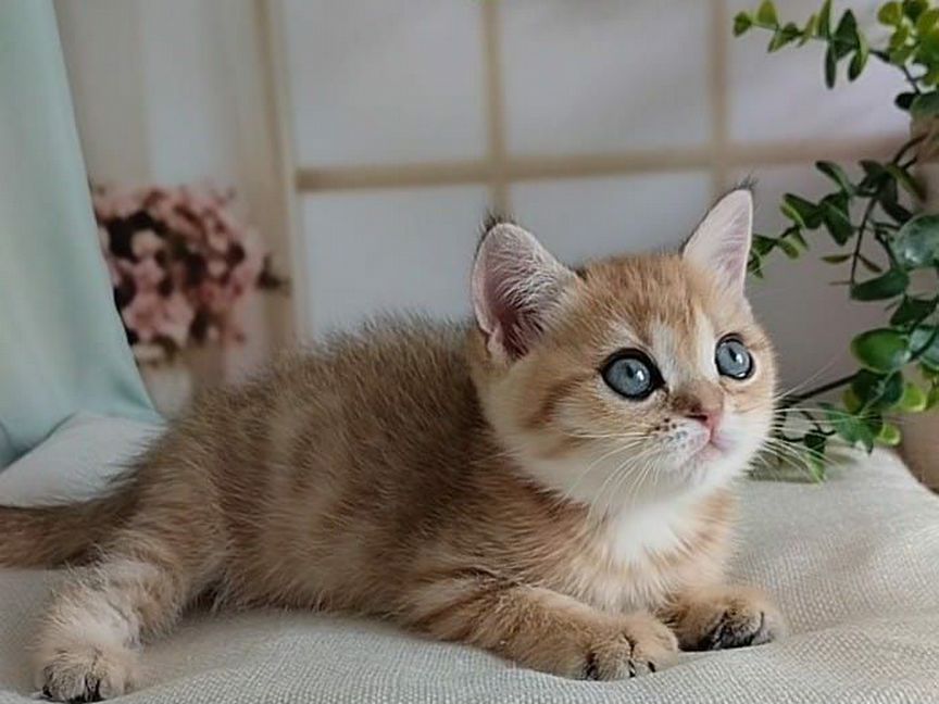 Девочка страйт