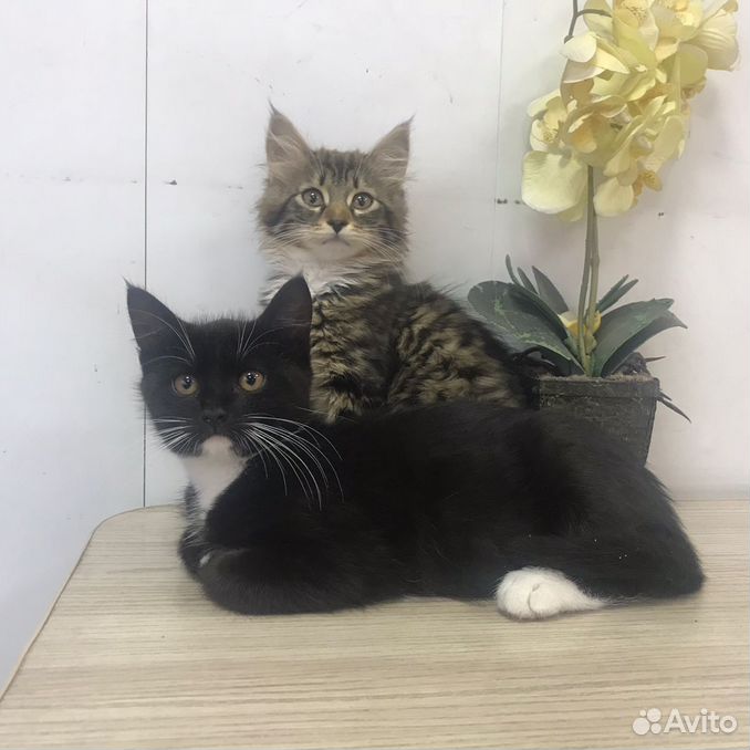 Красавчик котенок Остин в добрые руки