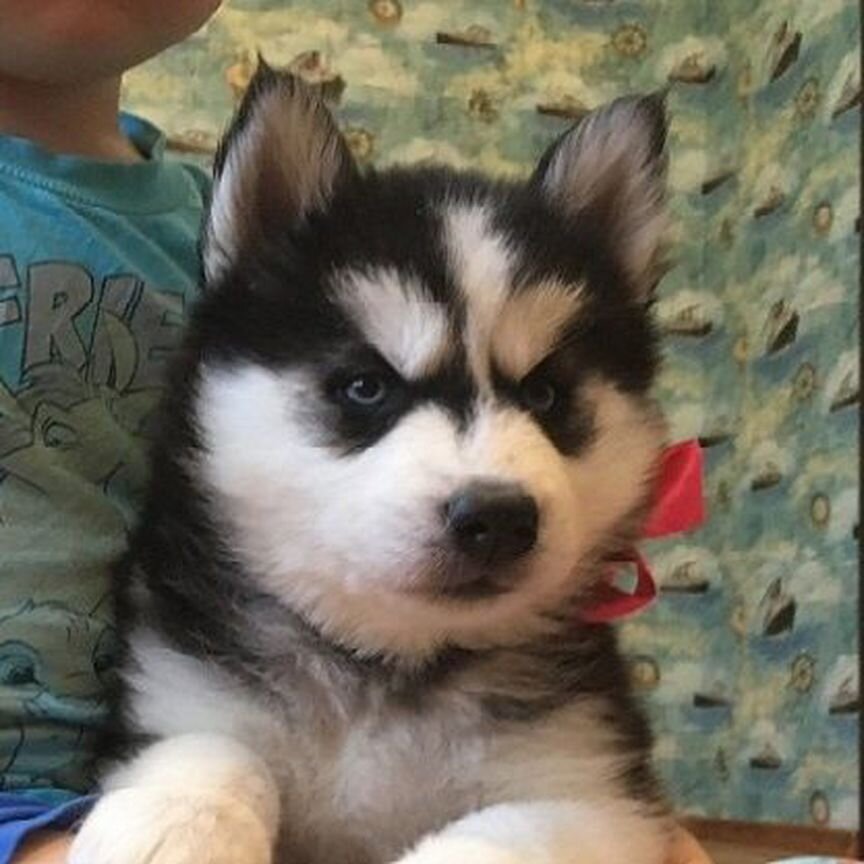 Сибирский хаски