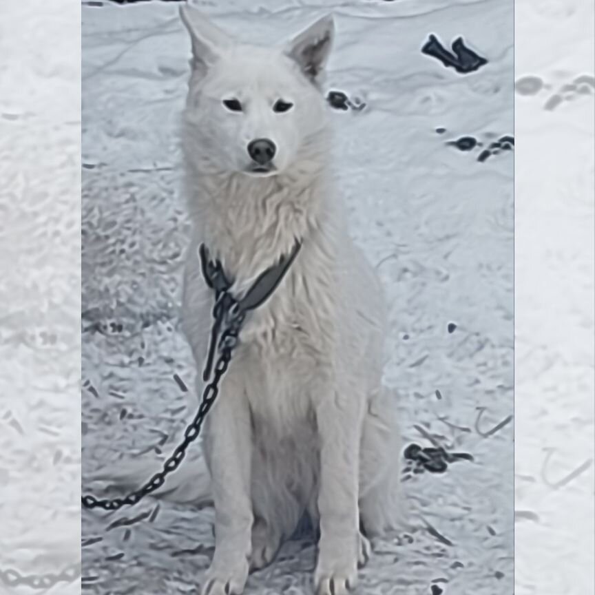 Восточносибирская лайка, щенок