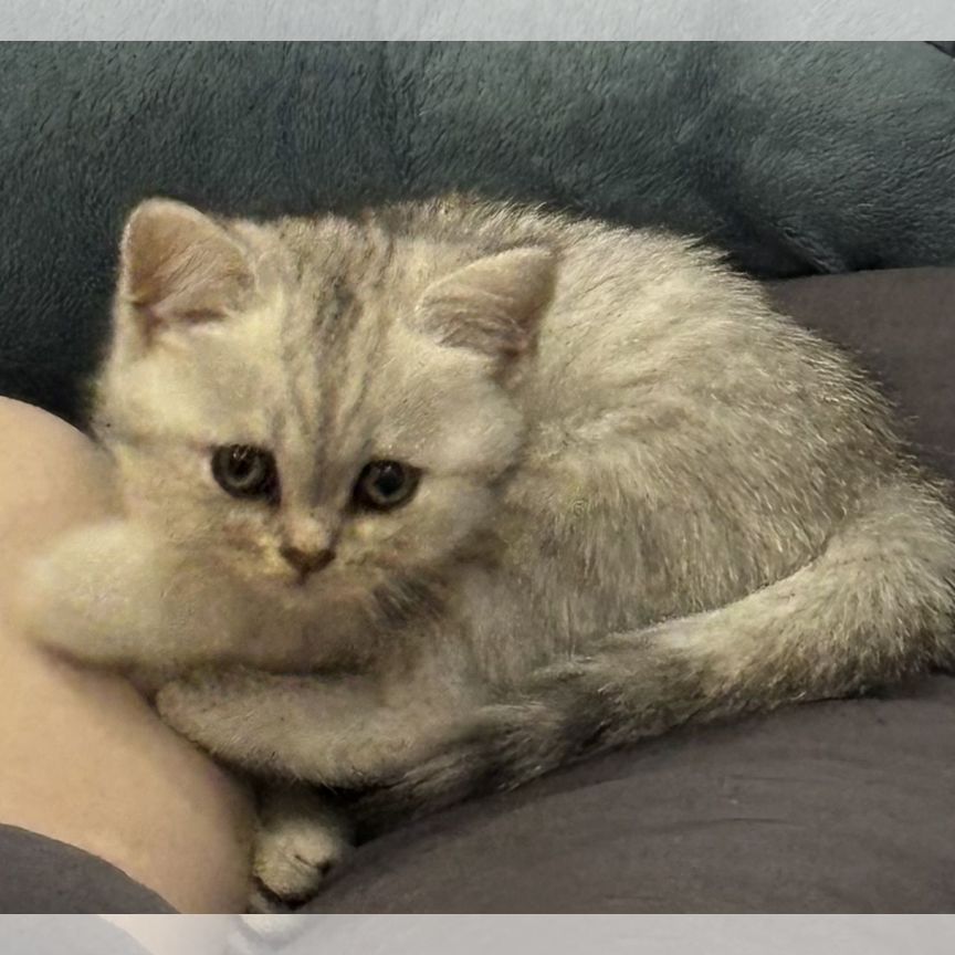 Продам Британского котенка