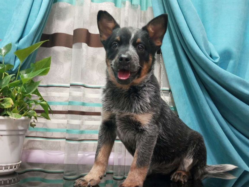 Щенки Австролийского Хилера