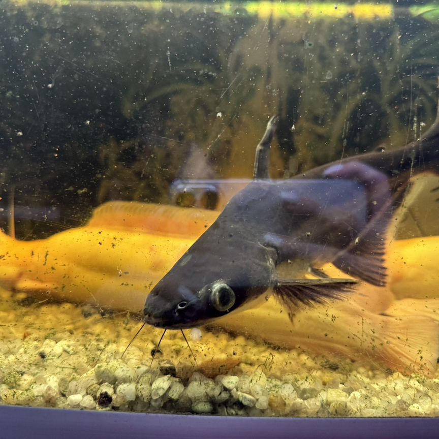 Отдаю 2х сомов и маленькую акулу