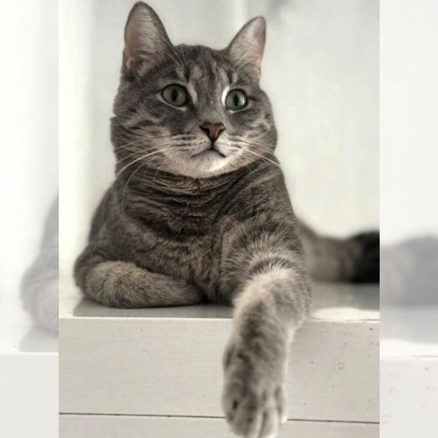 Взрослый кот в добрые руки