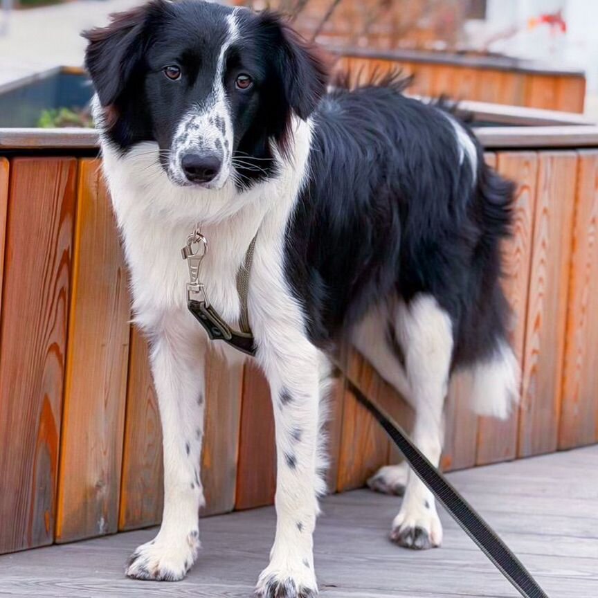 Взрослая собака в добрые руки