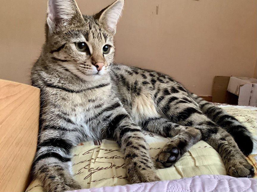 Саванна ф1 мальчик