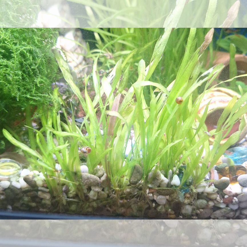 Растения для аквариума