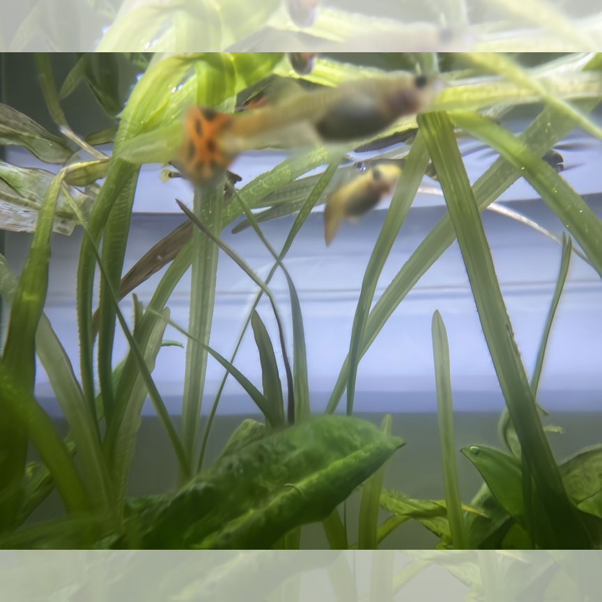 Продаю рыбок порода гуппи,без аквариума