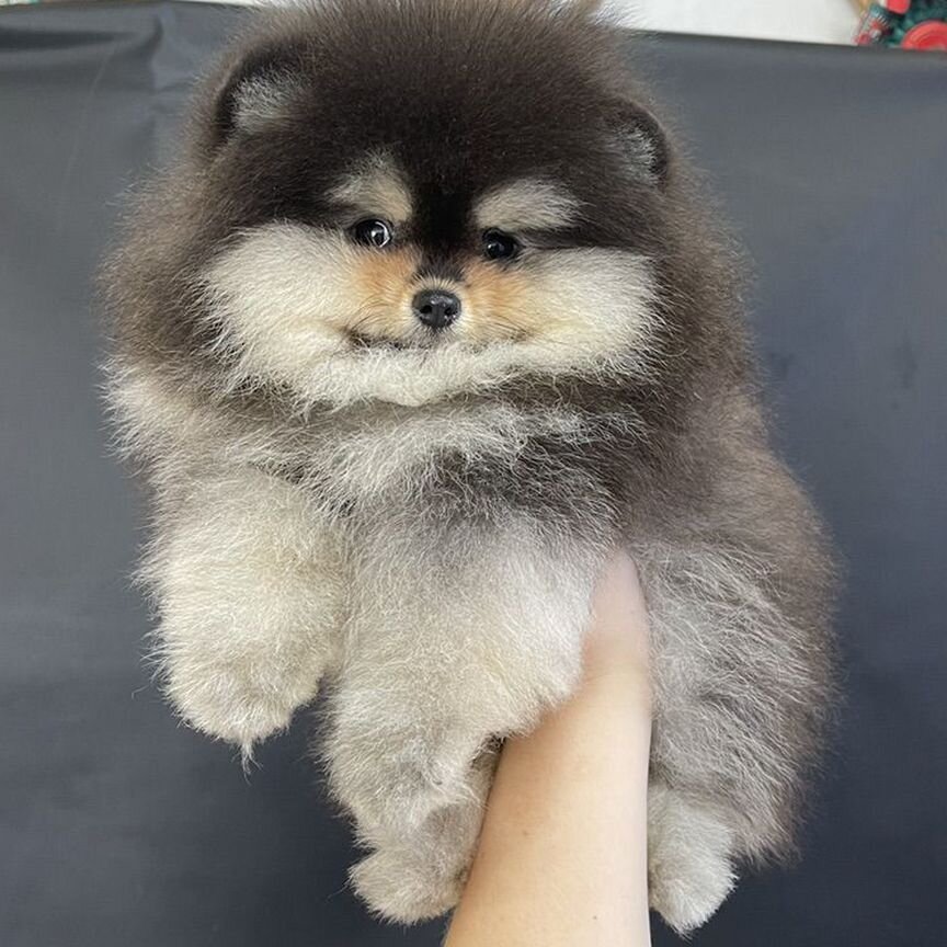 Померанский шпиц мальчик по кличке Несквик