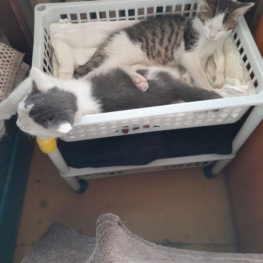 Котятав добрые руки, бесплатно, мальчики