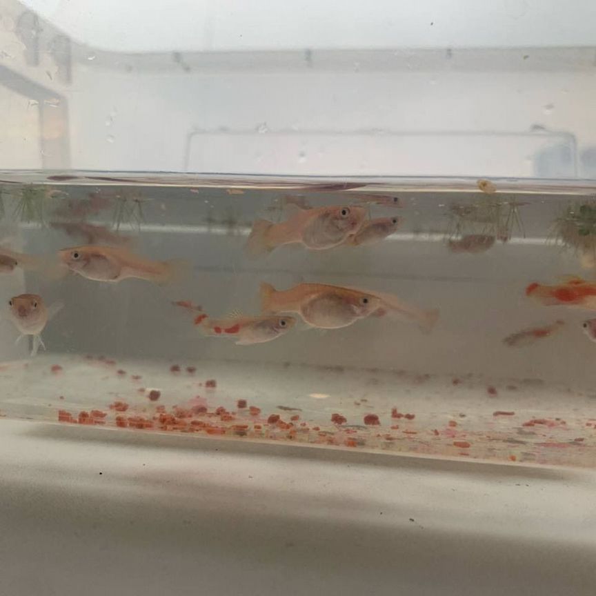 Гуппи/катушки бесплатно