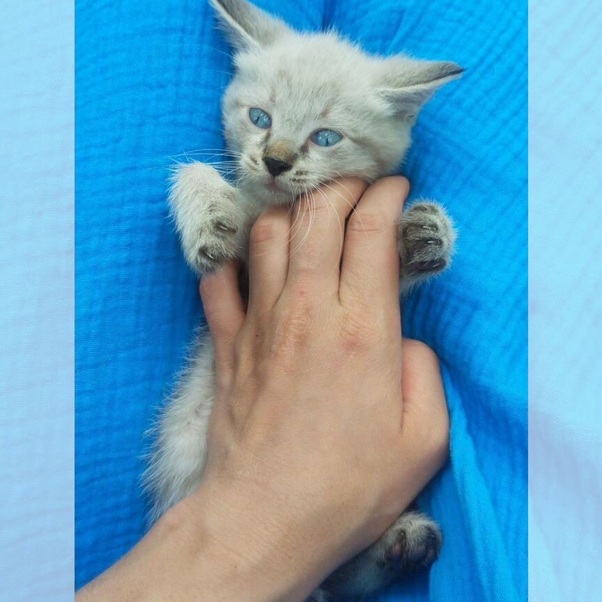 Кроха 1 месяц