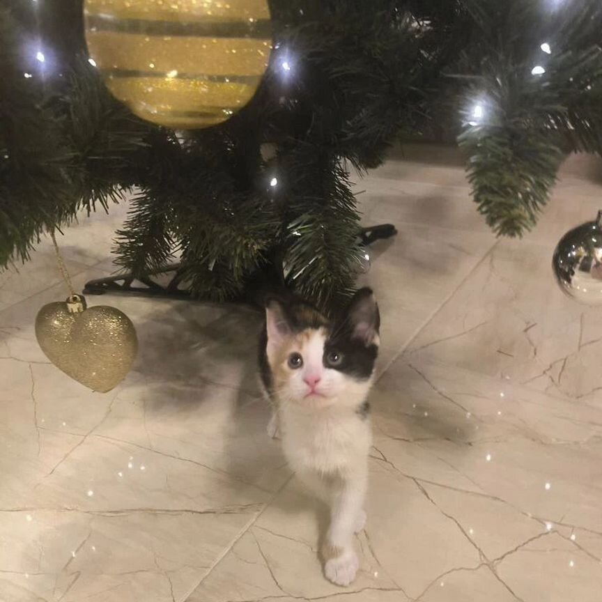 Европейский короткошёрстный котёнок