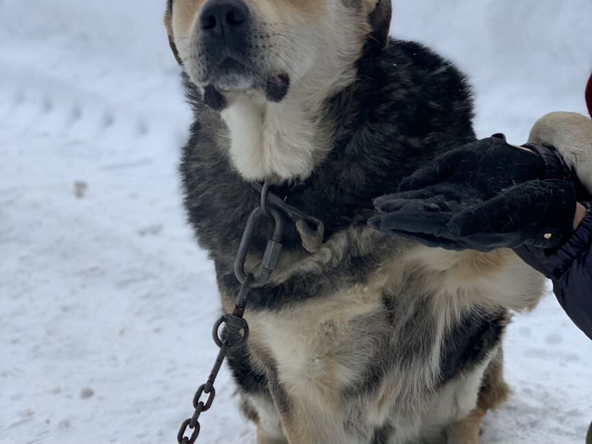 Собаки