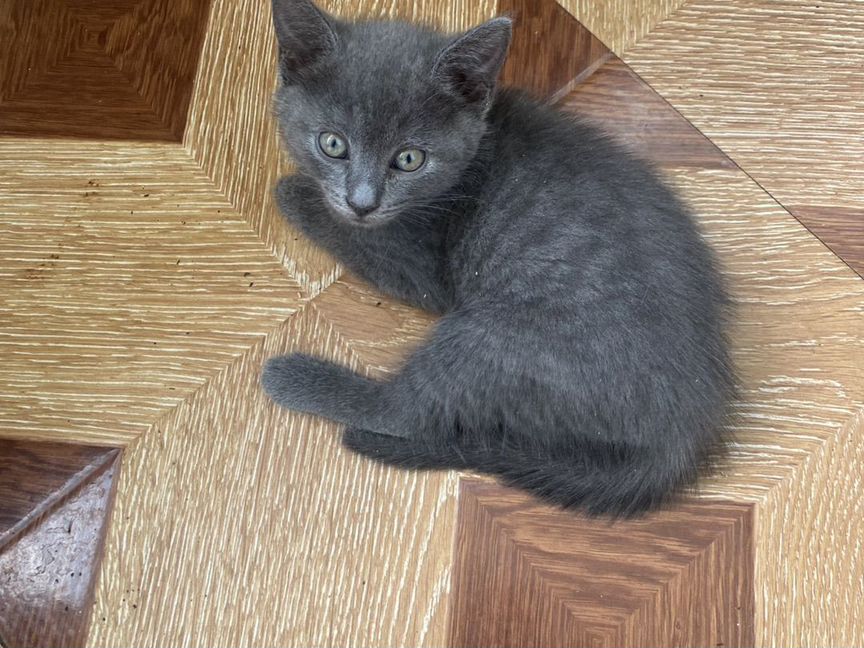 Котята бесплатно