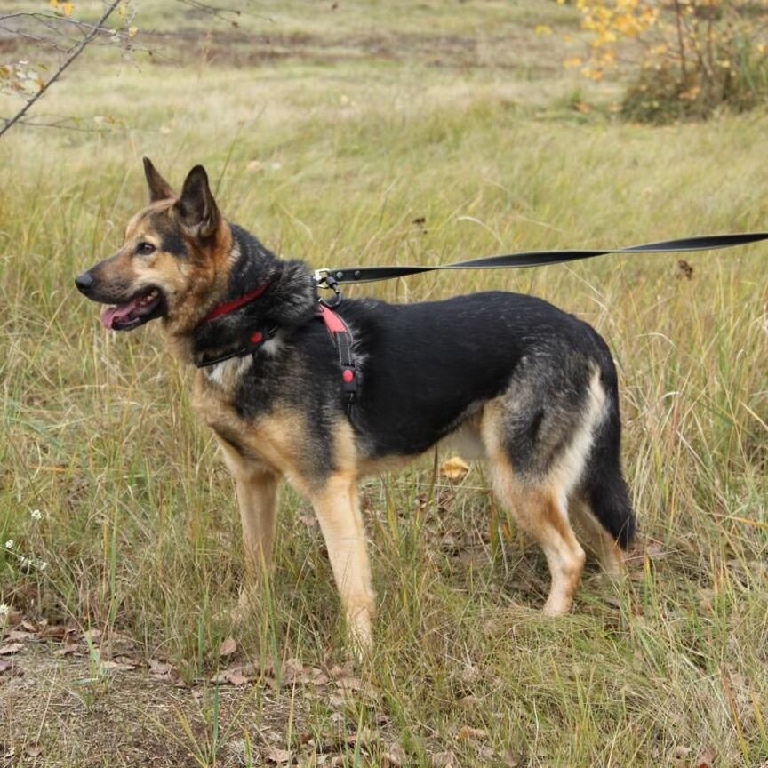 Восточноевропейская овчарка Илай ждет семью