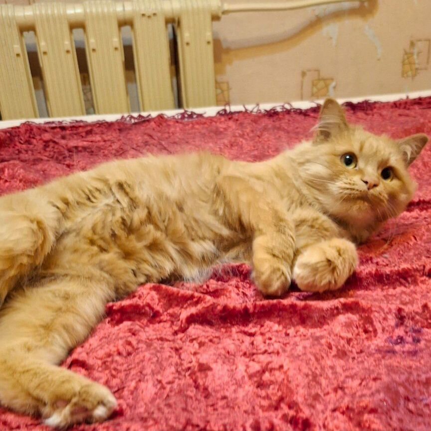 Рыжая кошечка согреет зимой