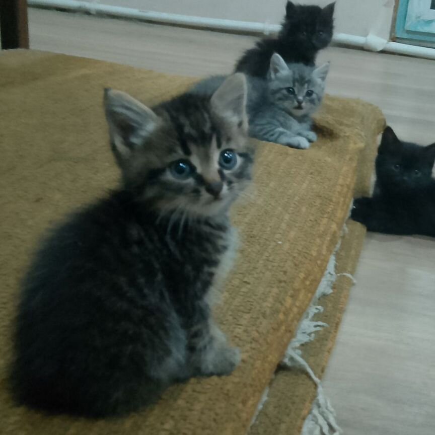 Котёнок в добрые руки