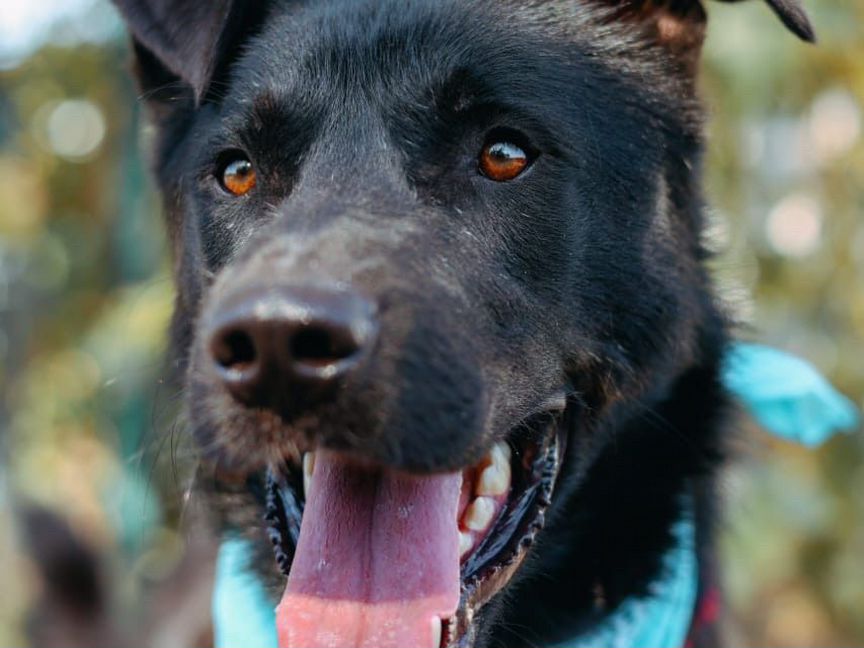 Снупи - спокойный пес в добрые руки