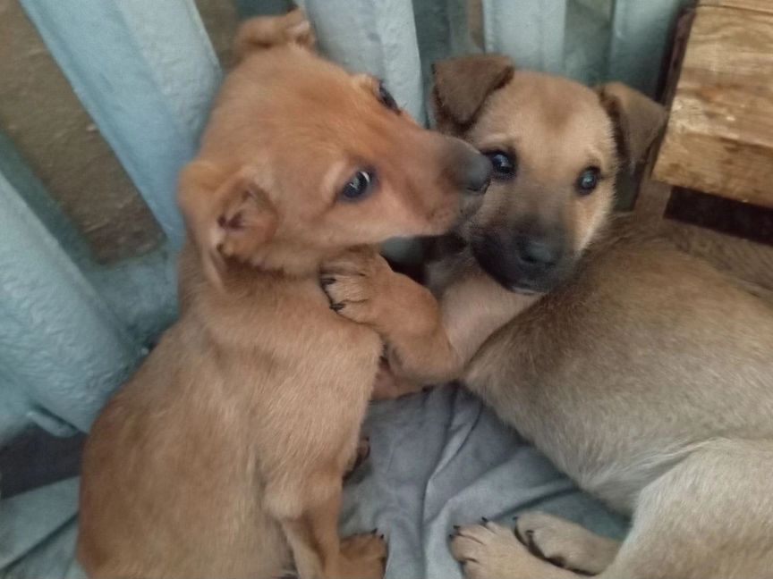 Дворняжка девочка и мальчик