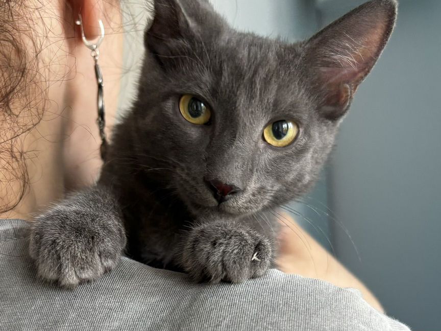 Фенотип Русская голубая, котенок 5мес