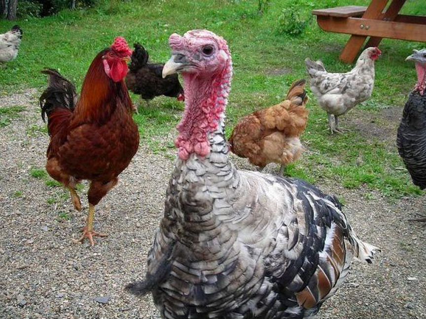 Продам яйца индюшек на инкубацию