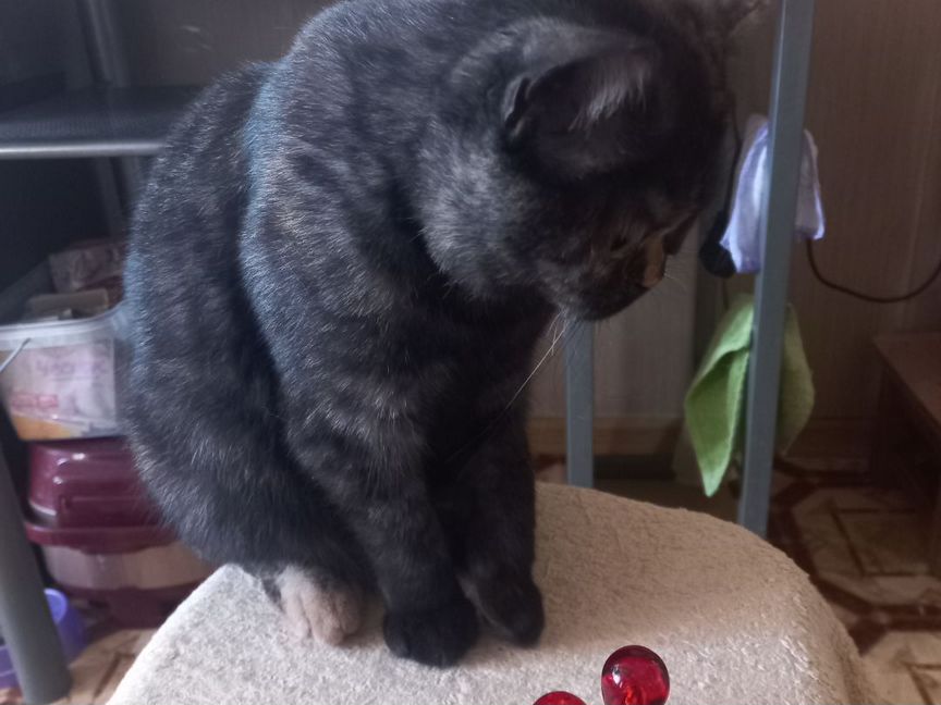 Отдам в добрые руки маленькую британочку