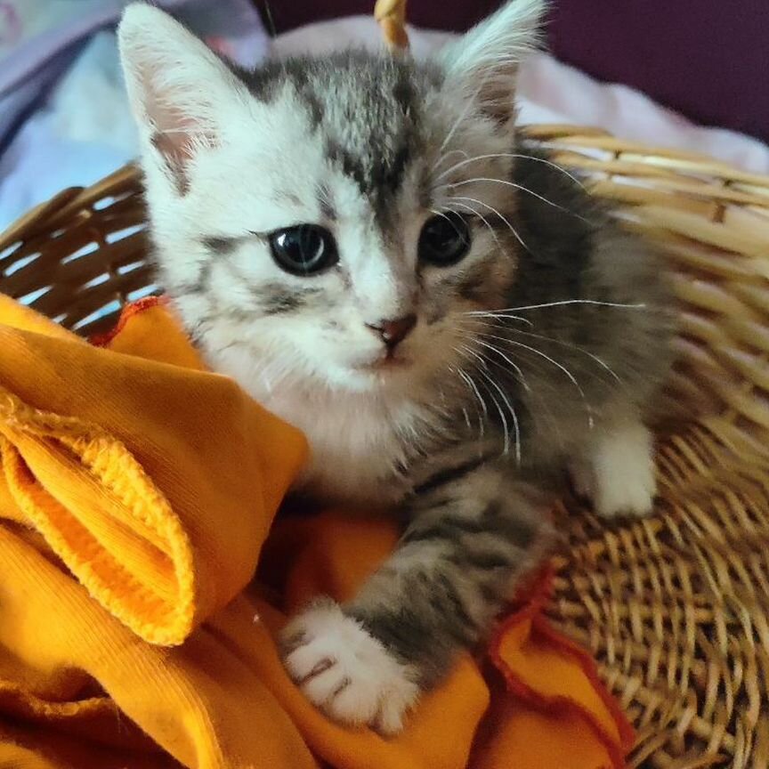 Сибирский котёнок