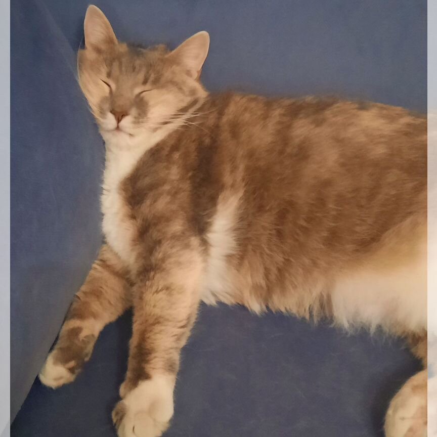 Взрослая, кошка в добрые руки