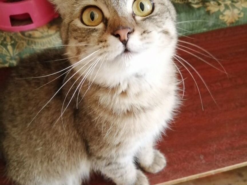 Кошечка Ушко