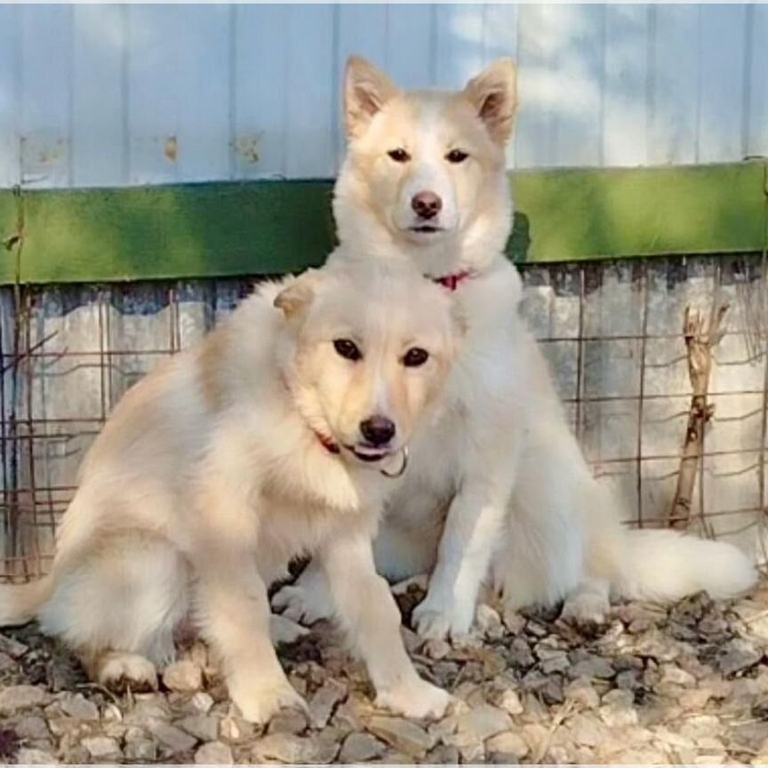 Западносибирская лайка, щенок