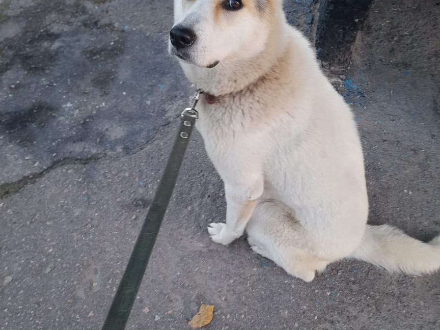 Алабай щенки 2 года