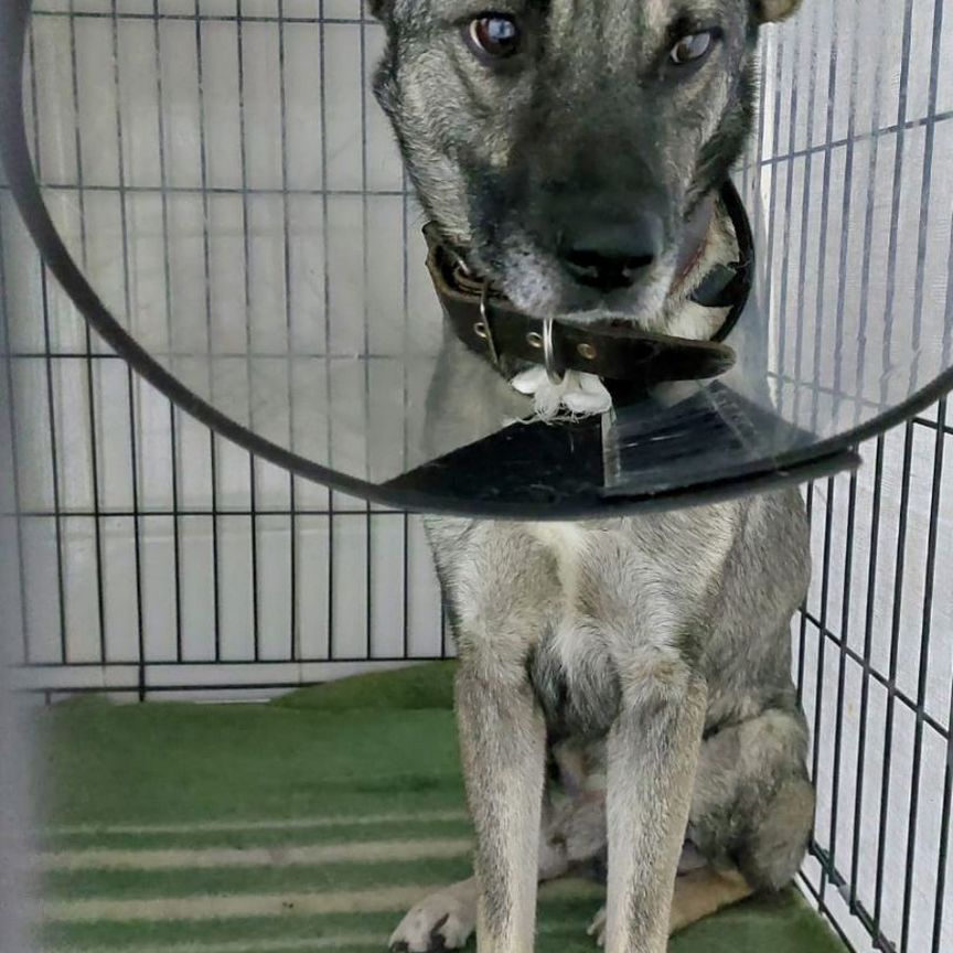 Грею, очень нужна семья