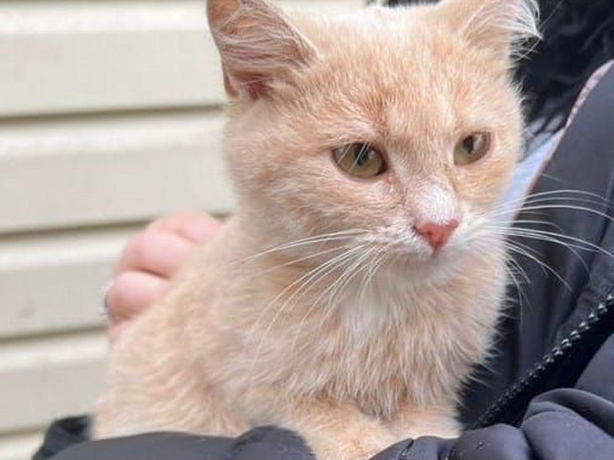 Рыжие котята пропадают на улице на дачах