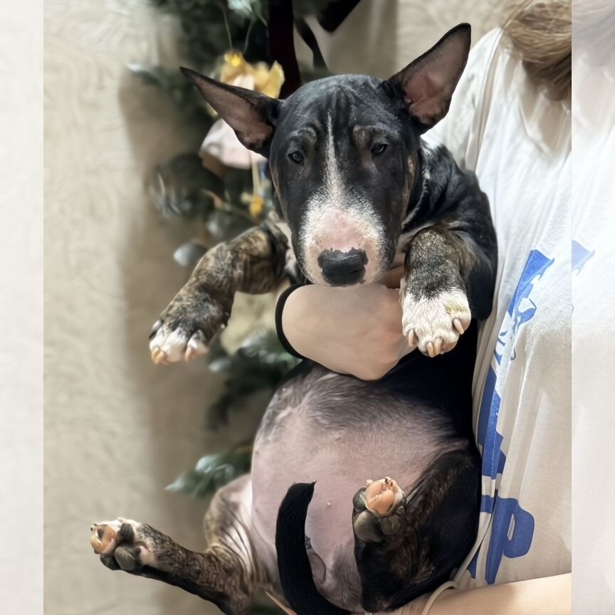 Мини-бультерьер, щенок