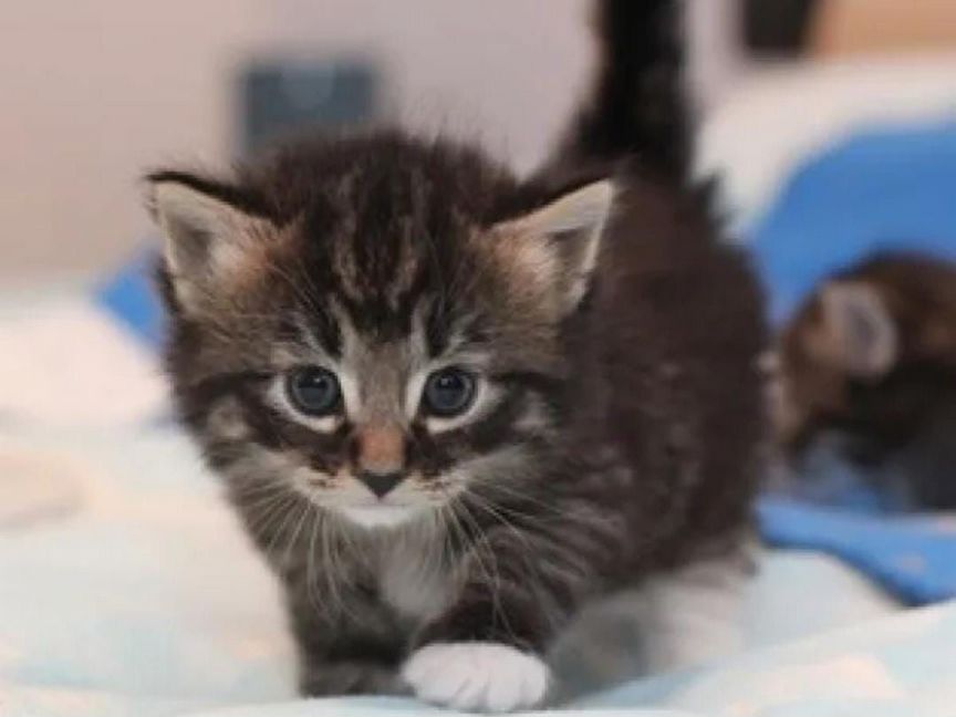 Сибирские котяточки