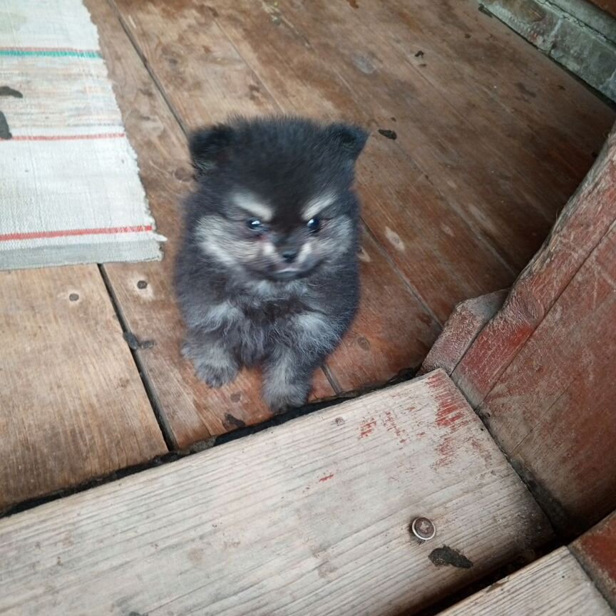 Померанский шпиц