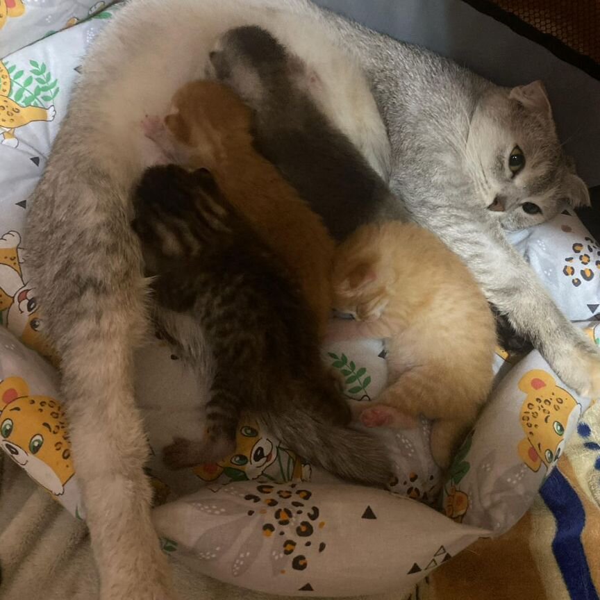 Шотландские котята