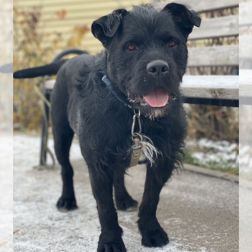 Взрослый пёс в добрые руки