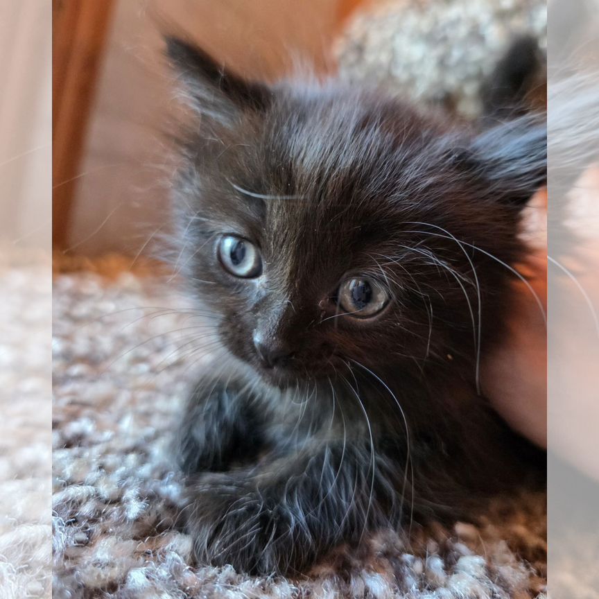 Котёнок в добрые руки