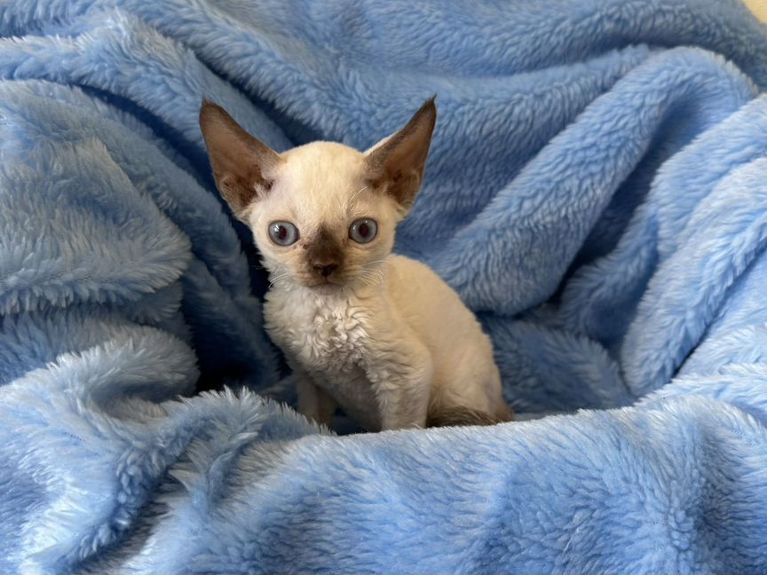 Девон-рекс мальчик