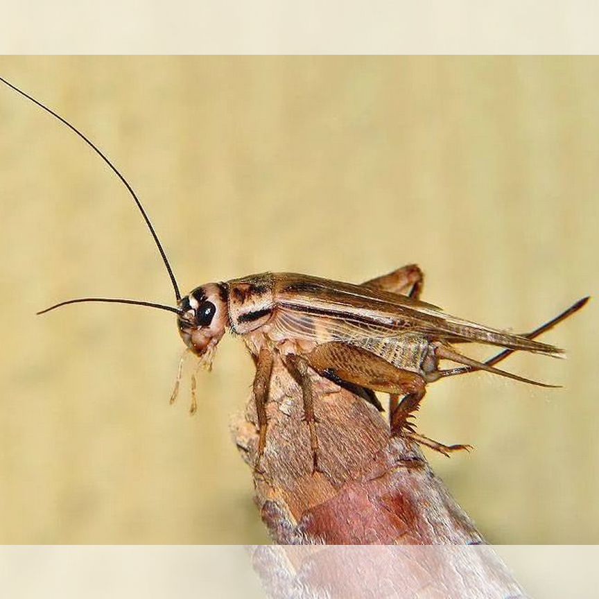 Замороженные сверчки отдам