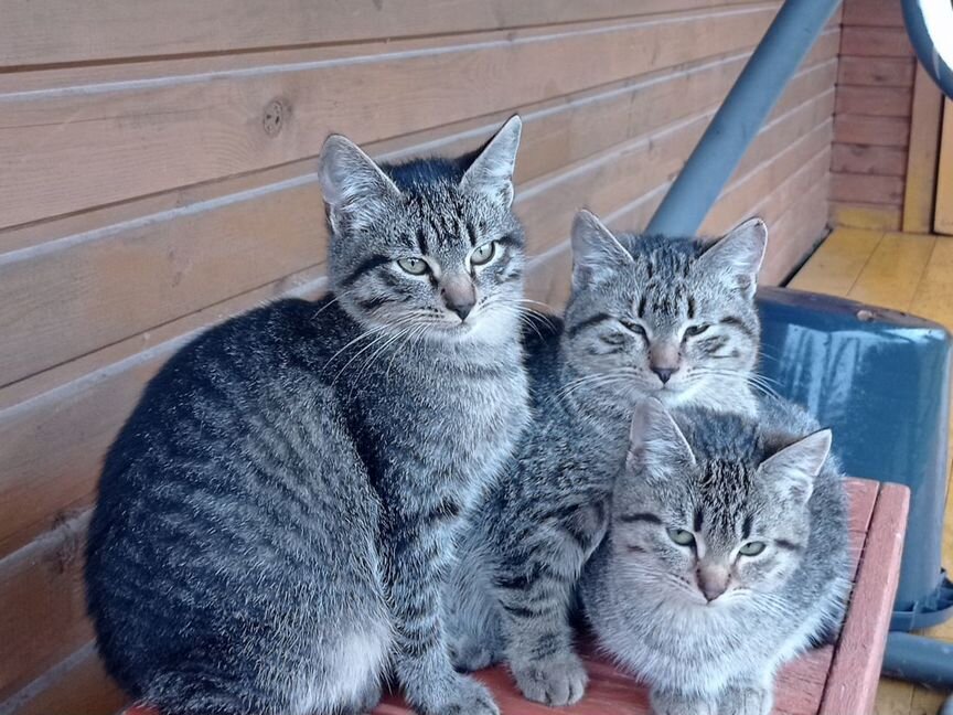 Котята ищут дом