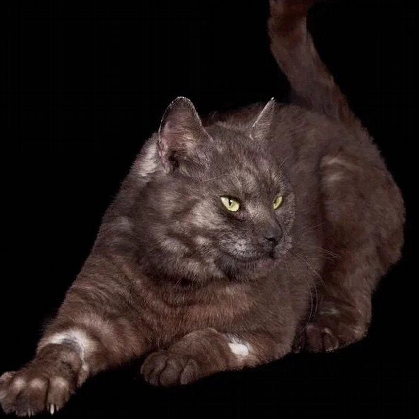 Взрослый кот в добрые руки