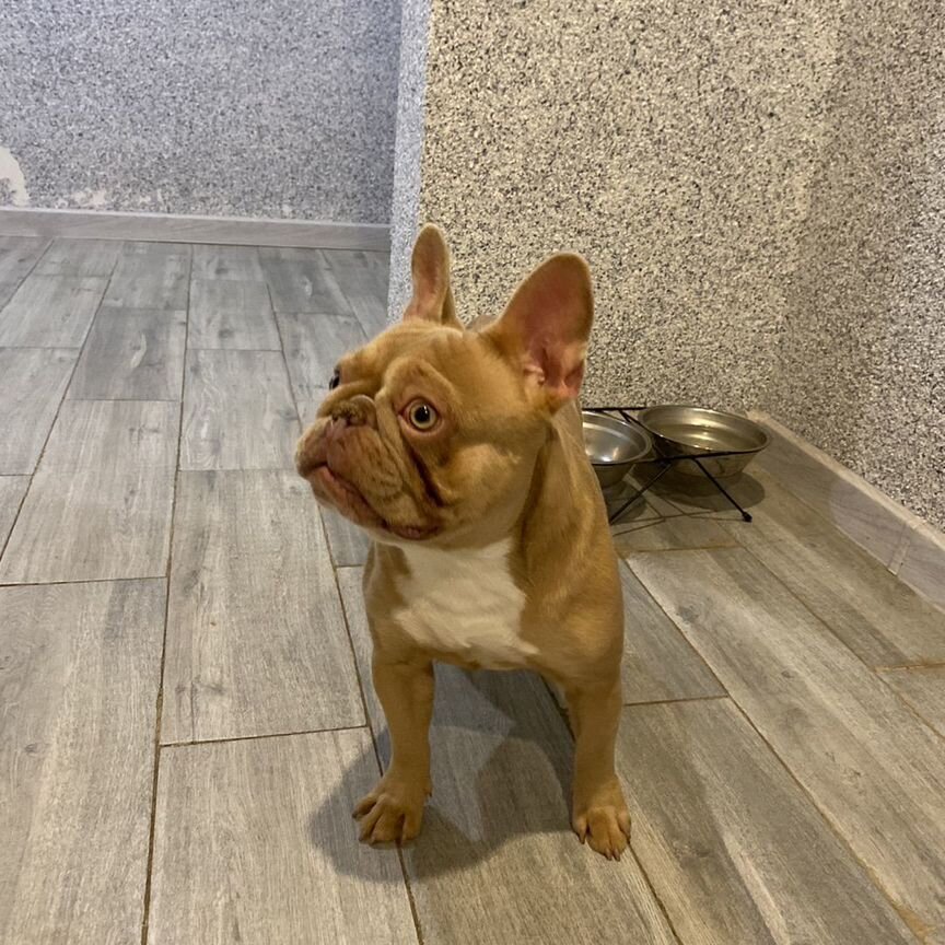 Французский бульдог девочка изабелло-палевая