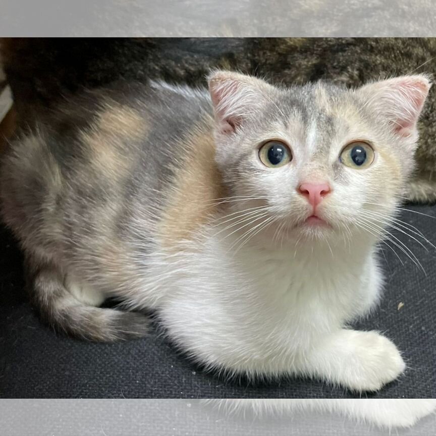 Шотландский вислоухий короткошёрстный котёнок