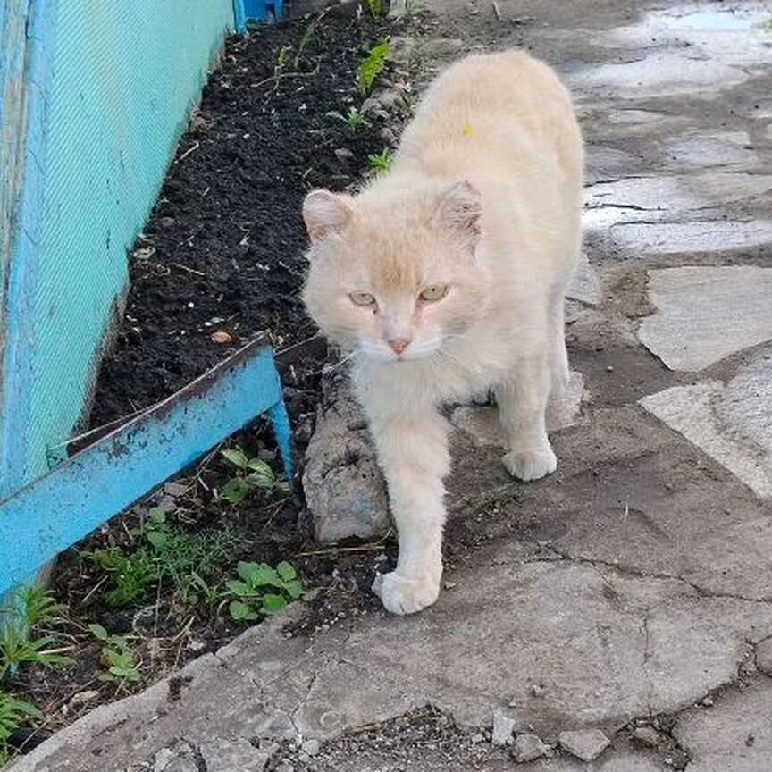 Взрослый кот в добрые руки