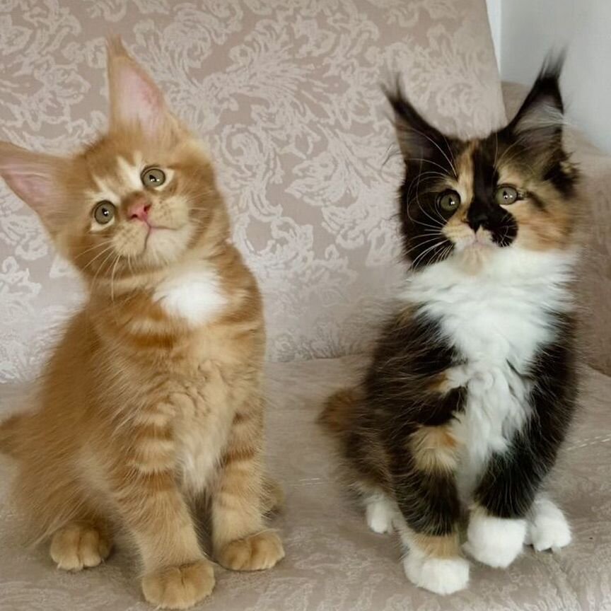 Породистые котята Мейн-Кун