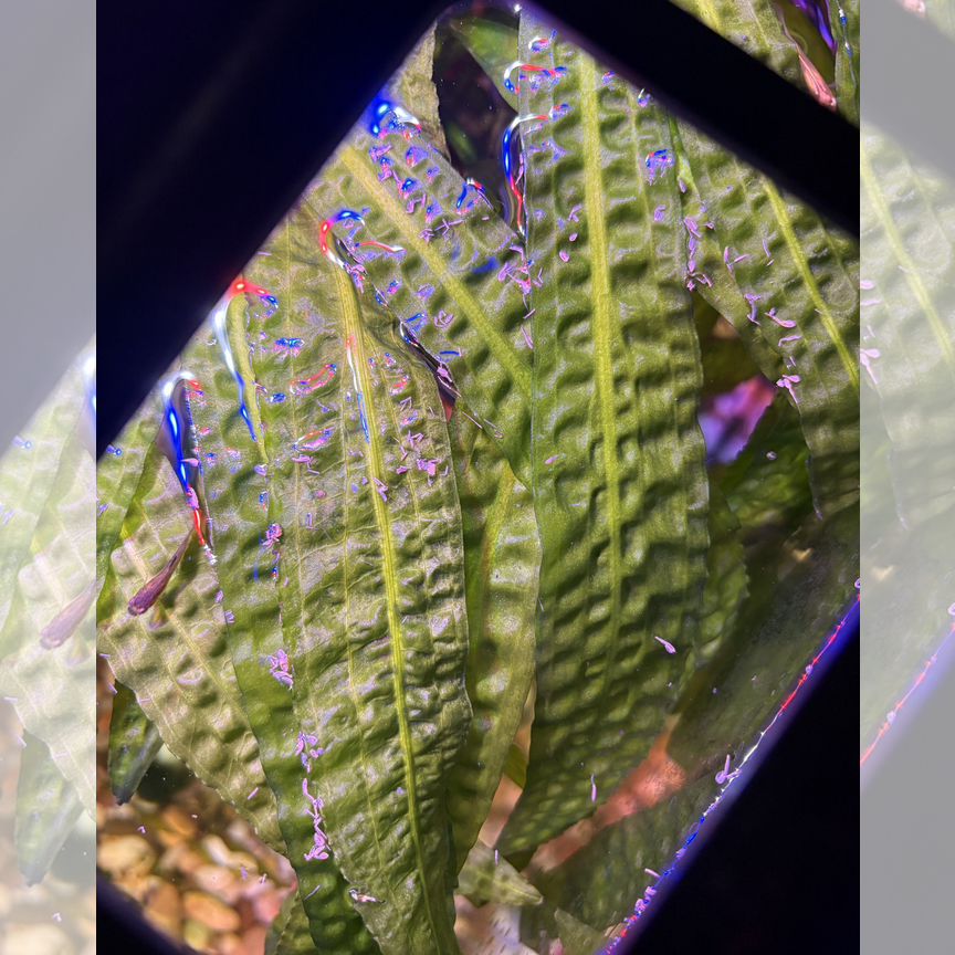 Эхинодорус Марти Майера