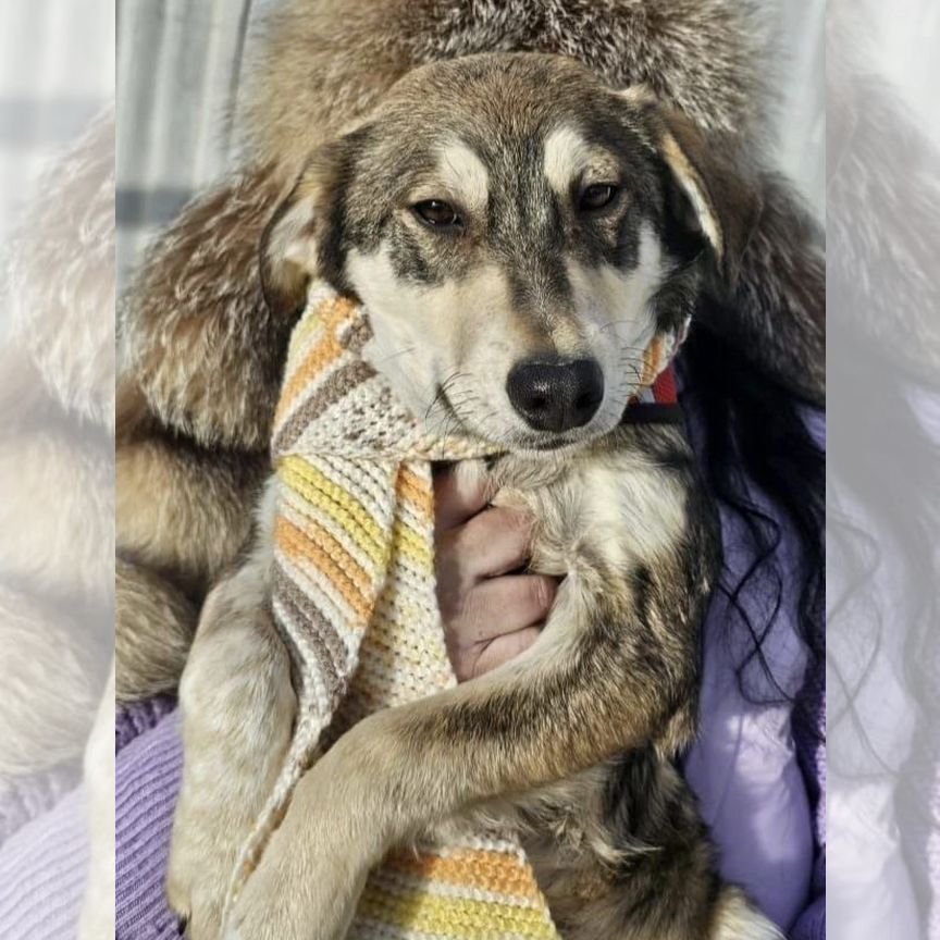 Щенок в добрые руки